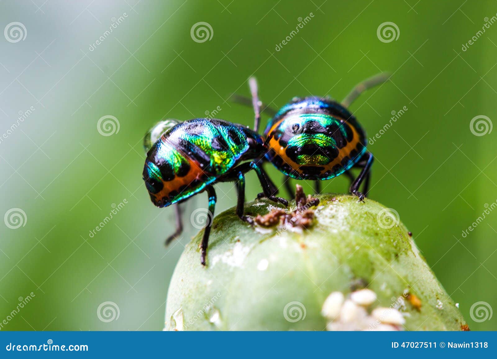 Lychee Shield Bug stock image. Image of lanka, leaf, fruit - 47027511