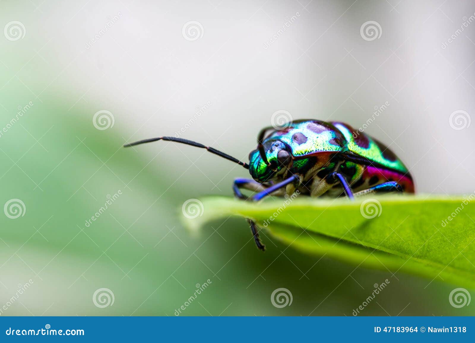 Lychee Shield Bug stock photo. Image of shiny, beetle - 47183964