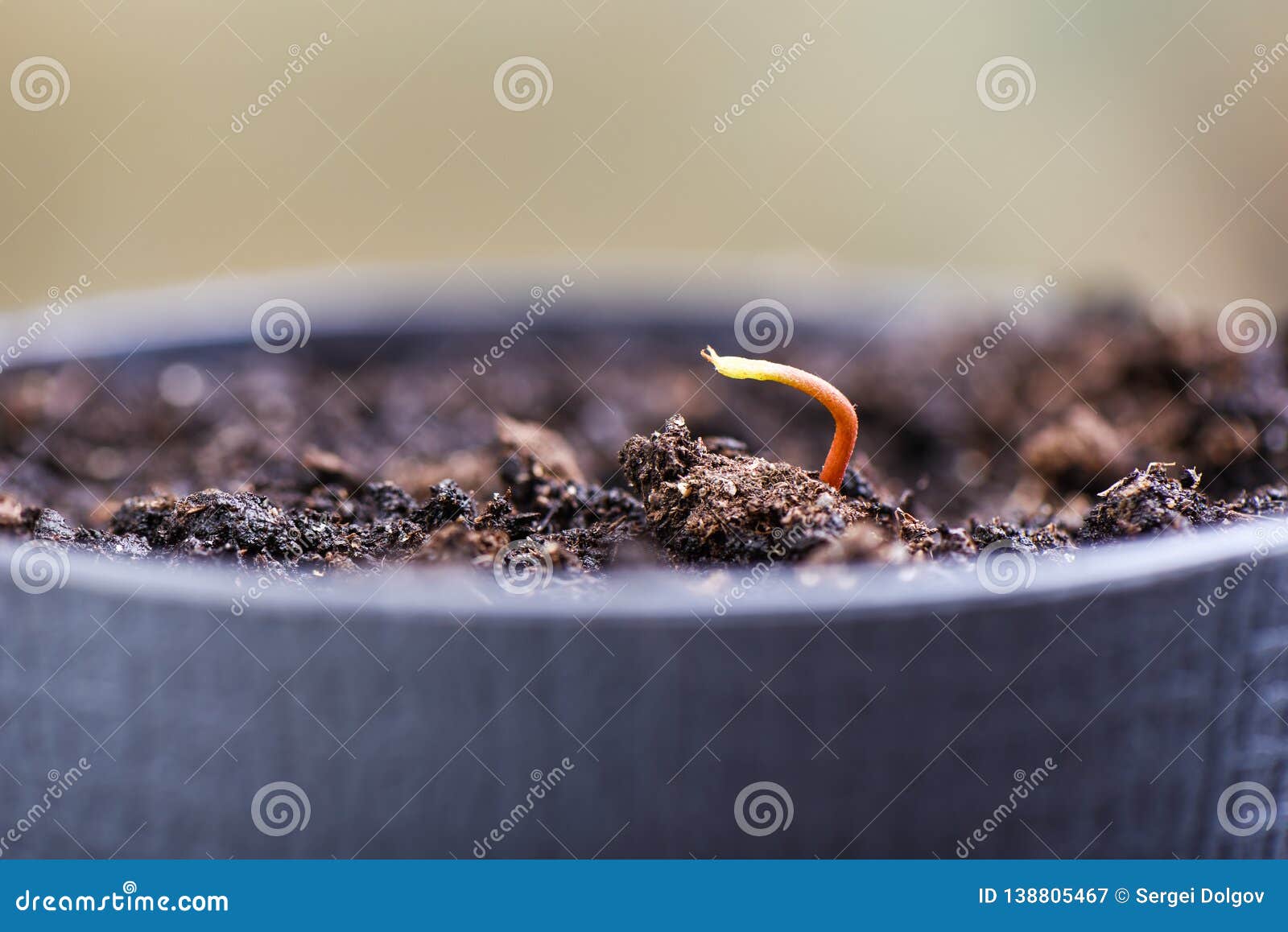 Lychee Sprout from the Ground in a Pot. Stock Image - Image of ...