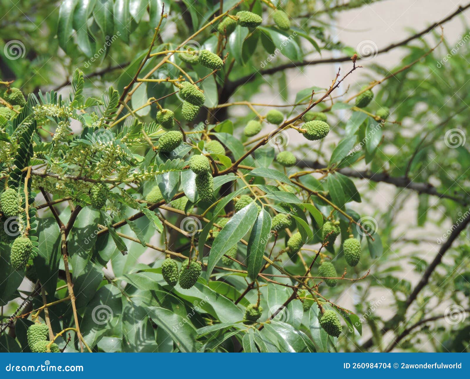 Lychee Tree 1 stock photo. Image of branch, bunch, plant - 260984704