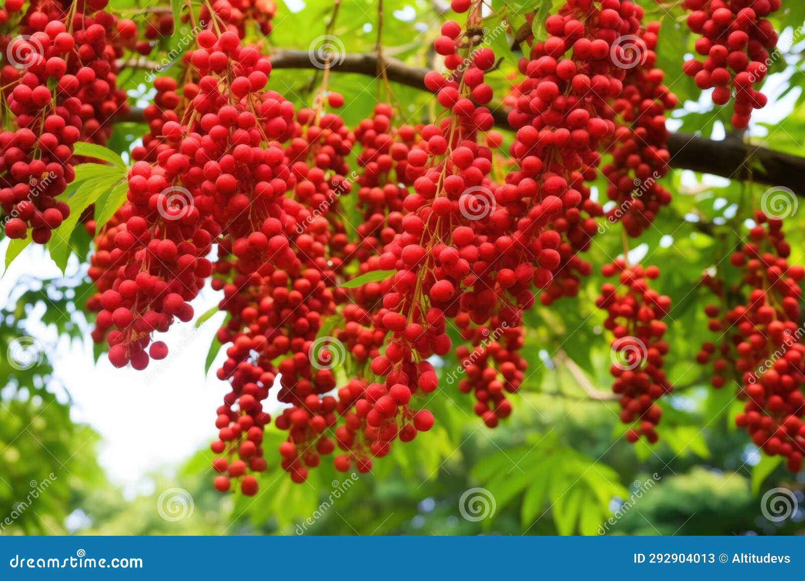 A Lychee Tree Full of Hanging Bright Red Clusters Stock Image - Image ...