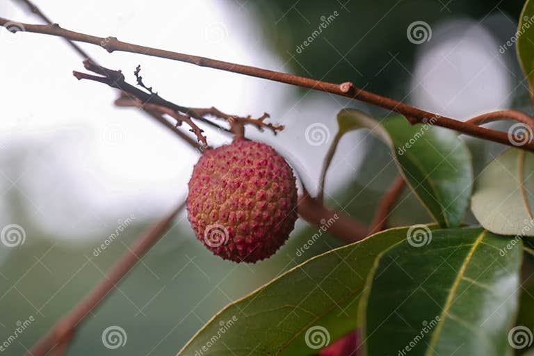 Lychee Tree Lychee Tree Lychee Tree Lychee Tree Lychee Tree Lychee Tree ...