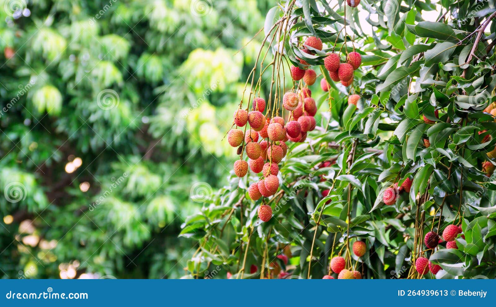 Lychee tree in an orchard stock image. Image of food - 264939613