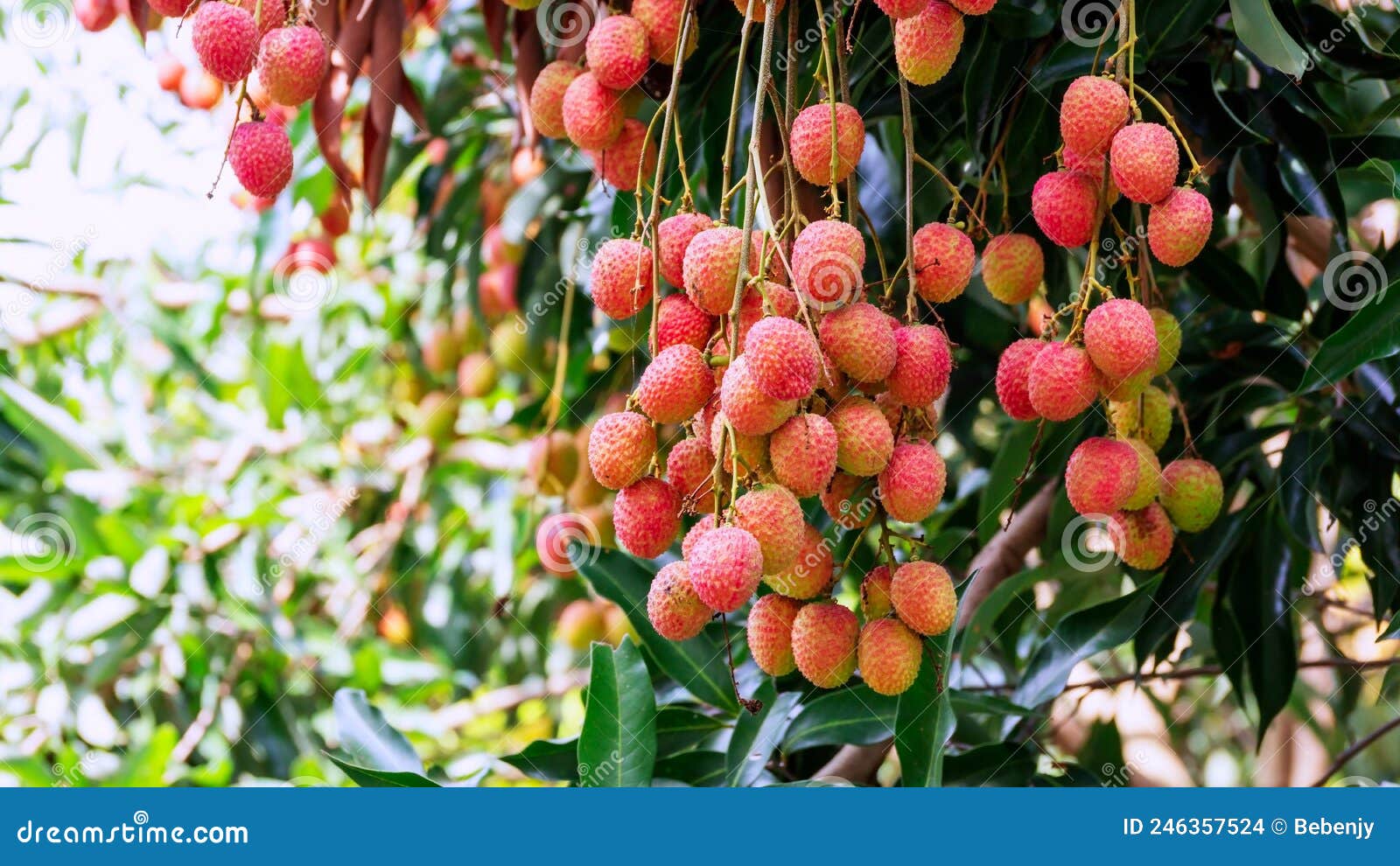 Lychee tree in an orchard stock photo. Image of lichee - 246357524
