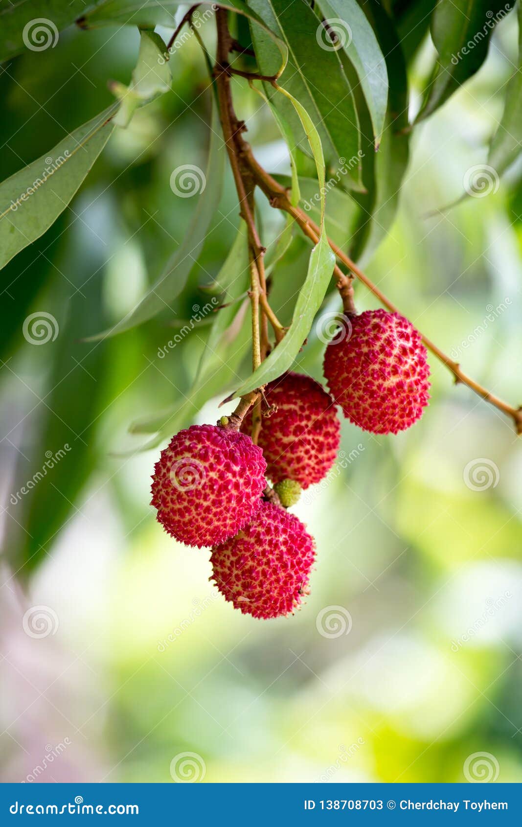 Lychee Trees Are Growing Full Of Green Leaves.Close-up Lychee On Tree ...