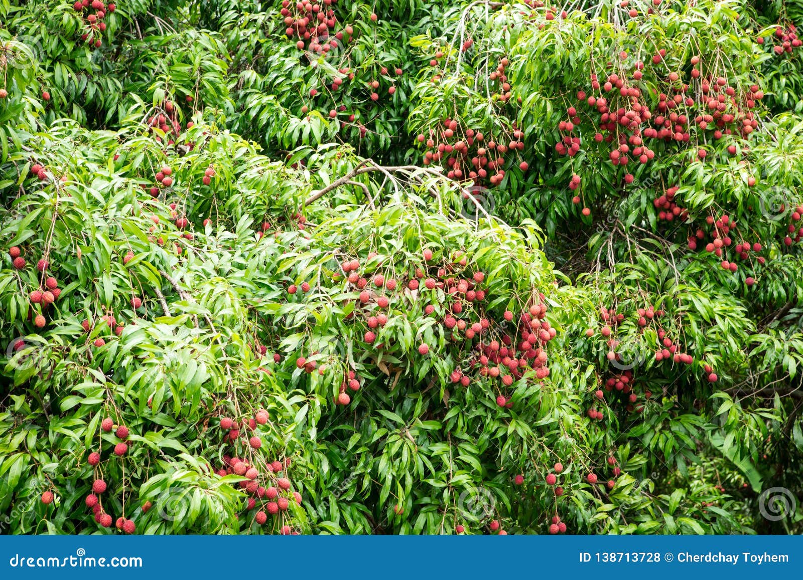 Lychee trees. stock photo. Image of nature, lychee, fruit - 138713728