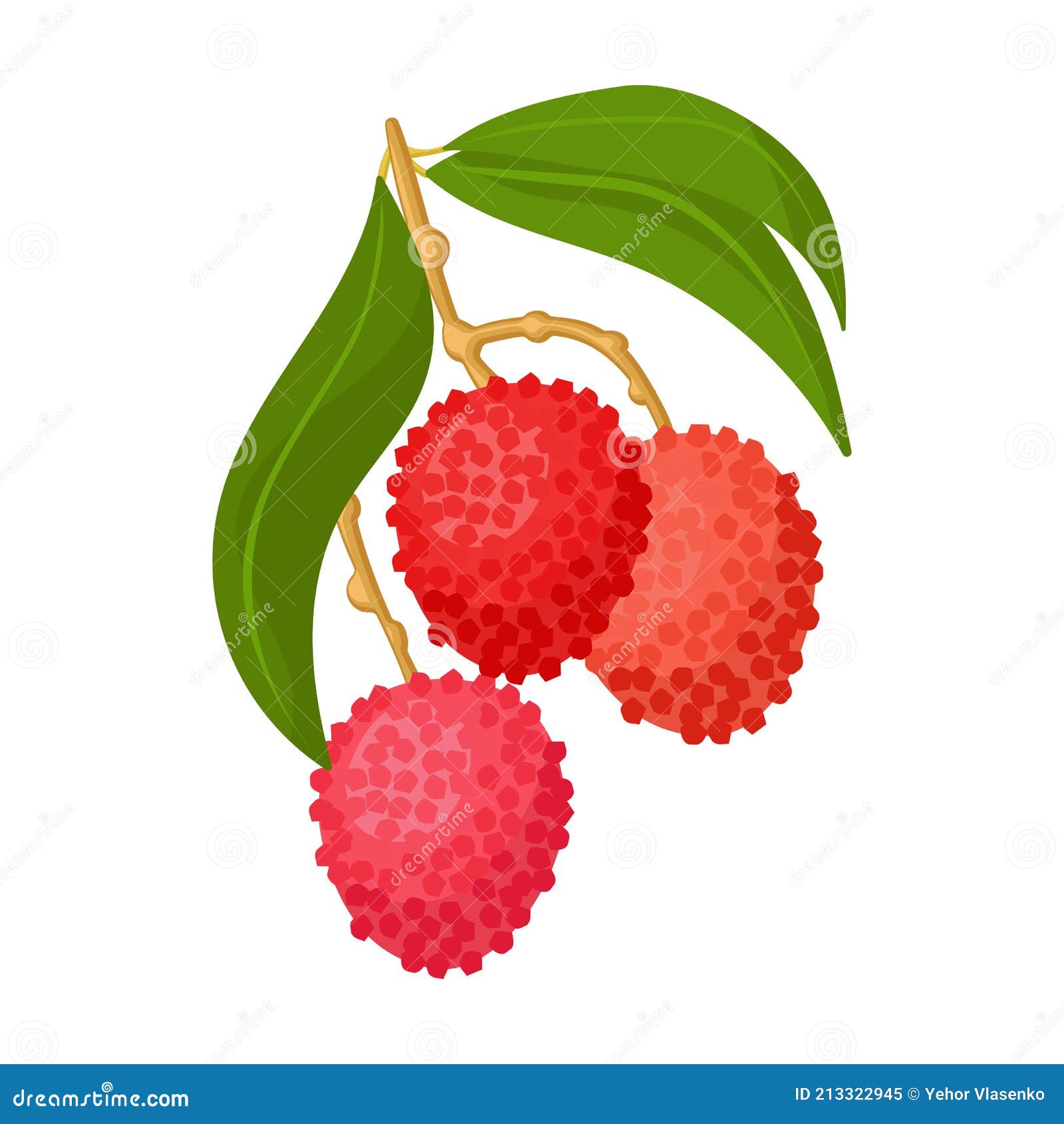 Lychee, Vector Drawing Sketch Of Fruit | CartoonDealer.com #236501303
