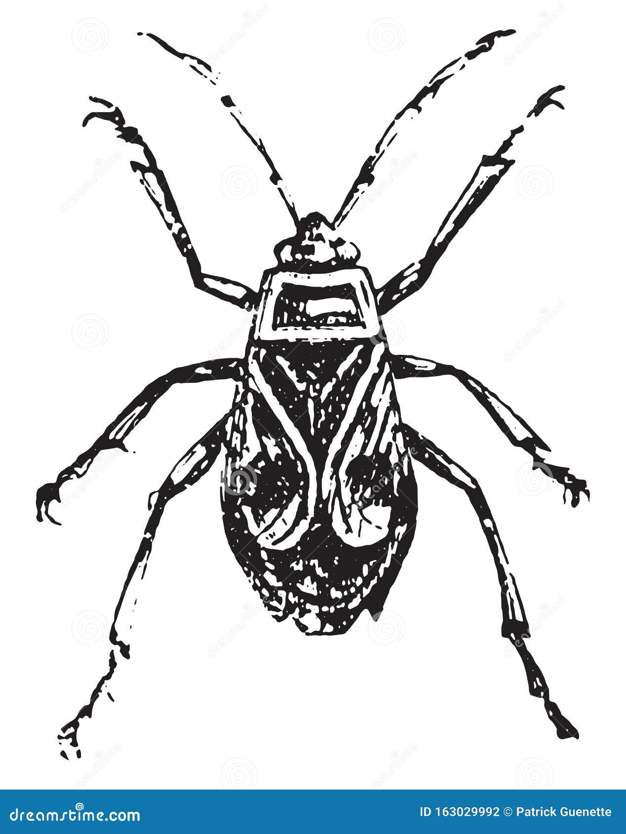 Vintage Stink Bug Illustration: Realistic Color Schemes And Heavy ...