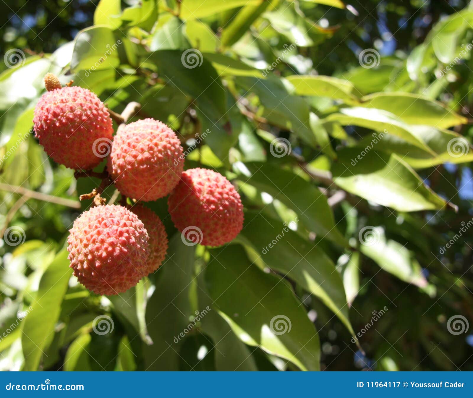 Lychees stock image. Image of ripe, bundle, fresh, fruit - 11964117