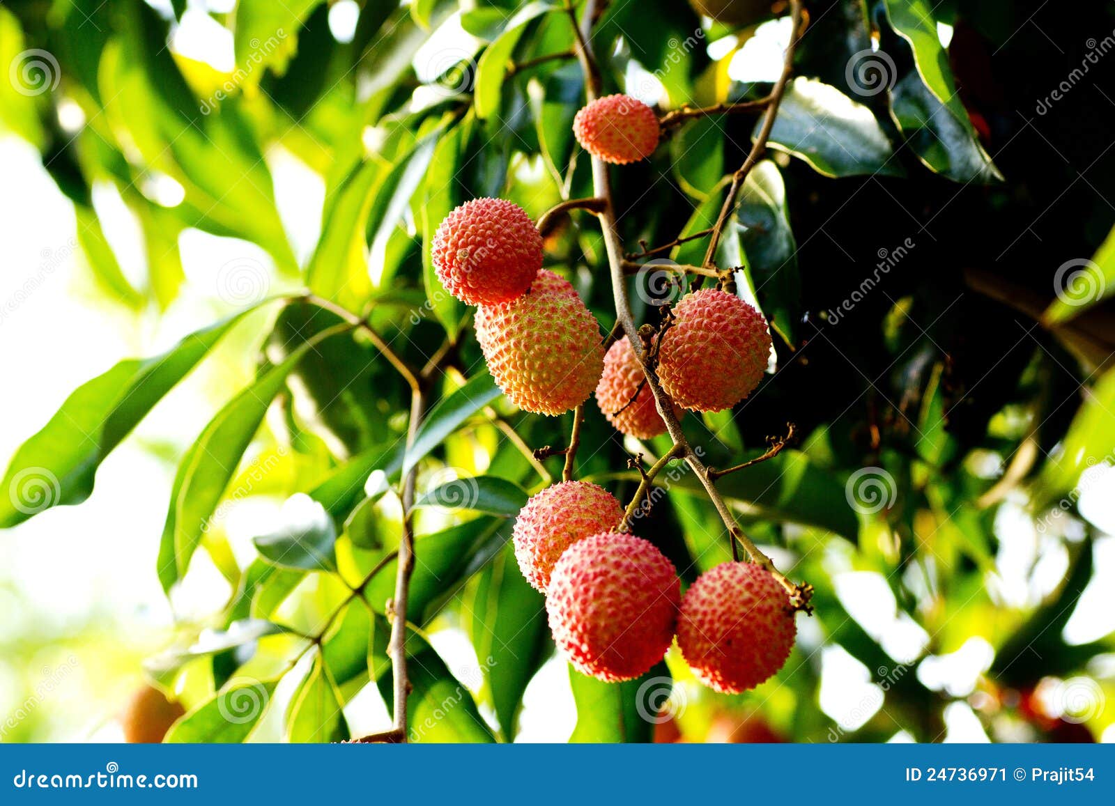 Lychees stock image. Image of dieting, dessert, litschi - 24736971