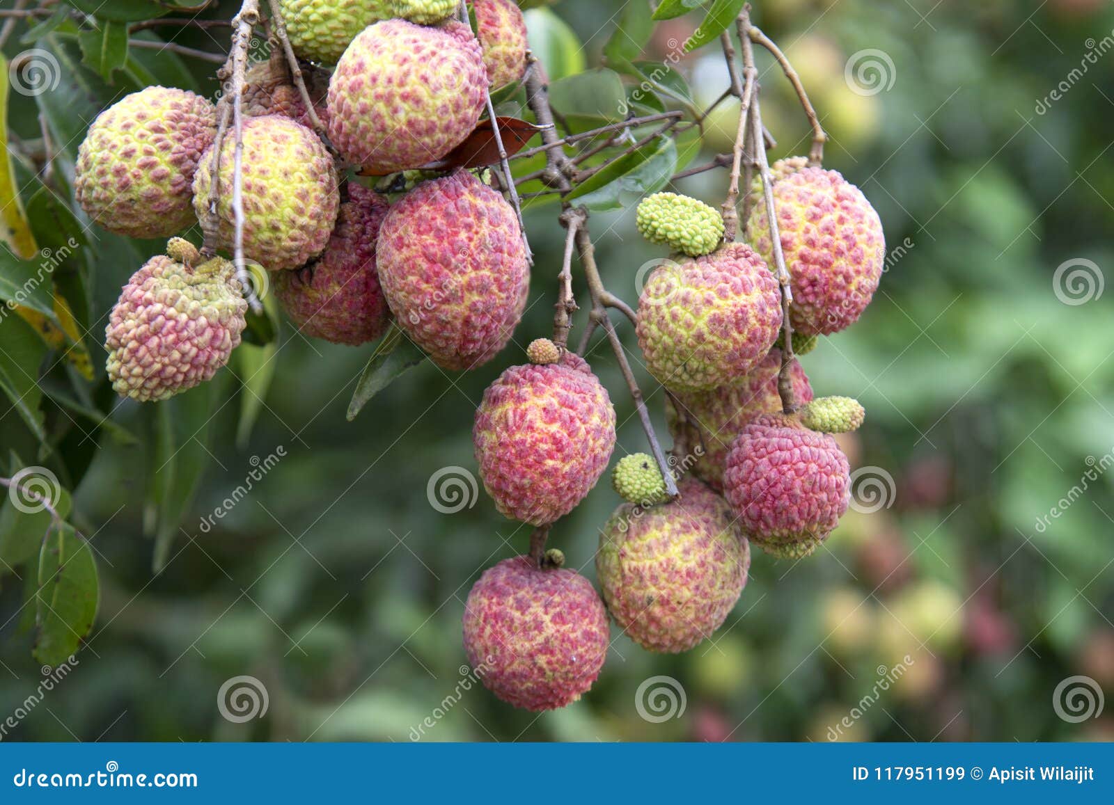 Lychees fruit on the tree. stock image. Image of healthy - 117951199