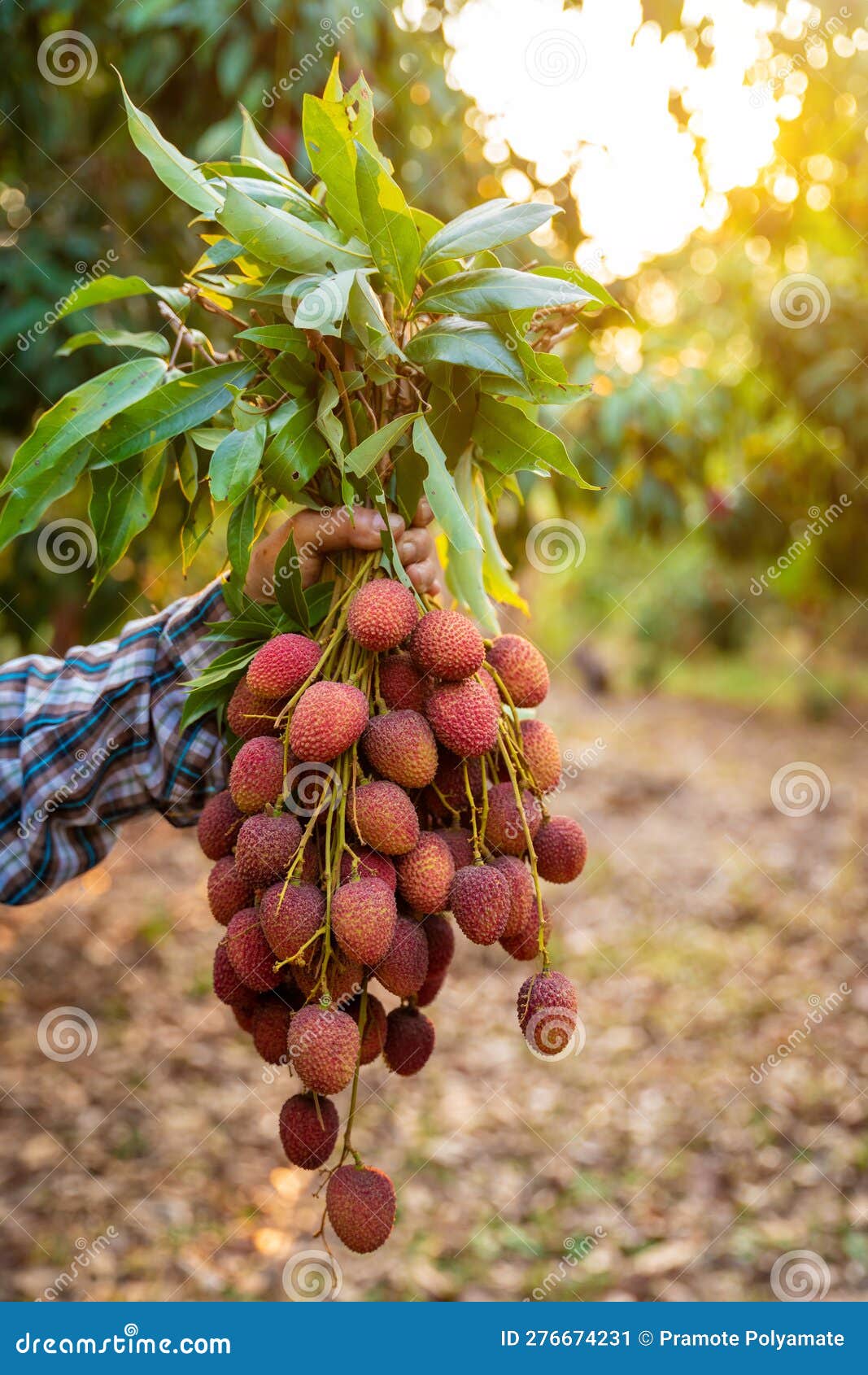 Lychees in the Hands of Farmers. Fresh Lychee Stock Image - Image of ...