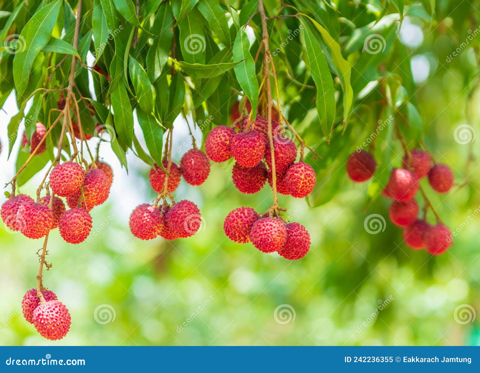 Bunch of Lychees on a Big Tree Stock Image - Image of diet, litchi ...