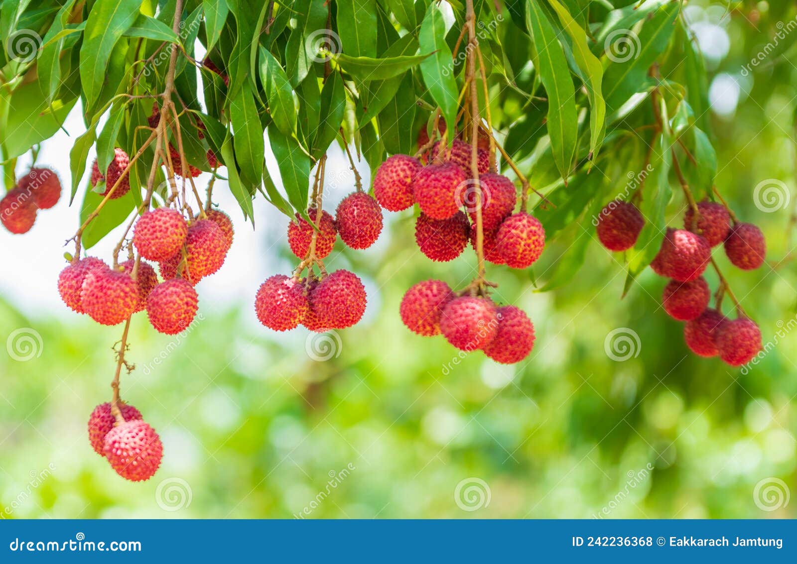 Lychees On A Tree Royalty-Free Stock Photography | CartoonDealer.com ...