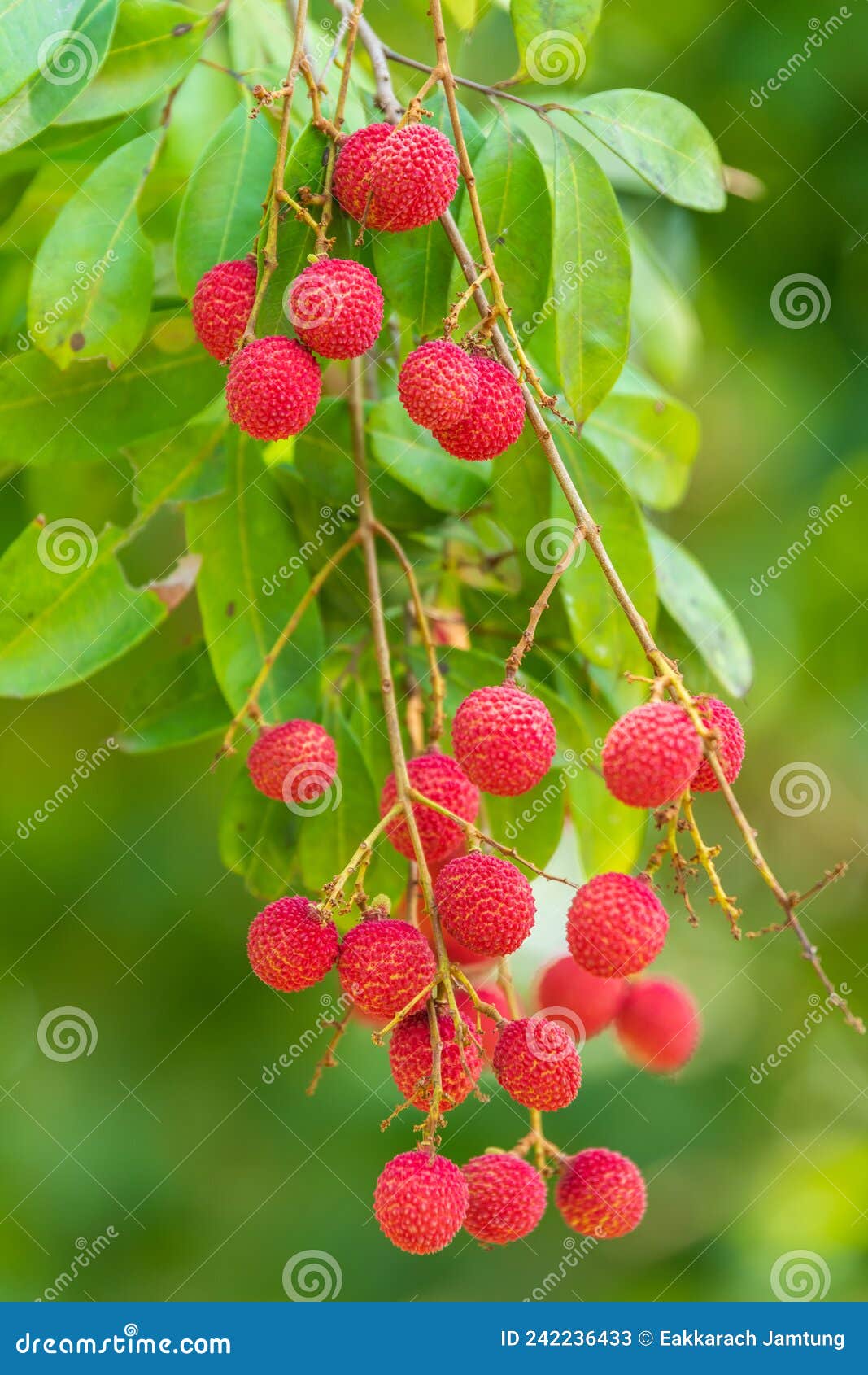 Lychees On Tree Stock Photography | CartoonDealer.com #47320736