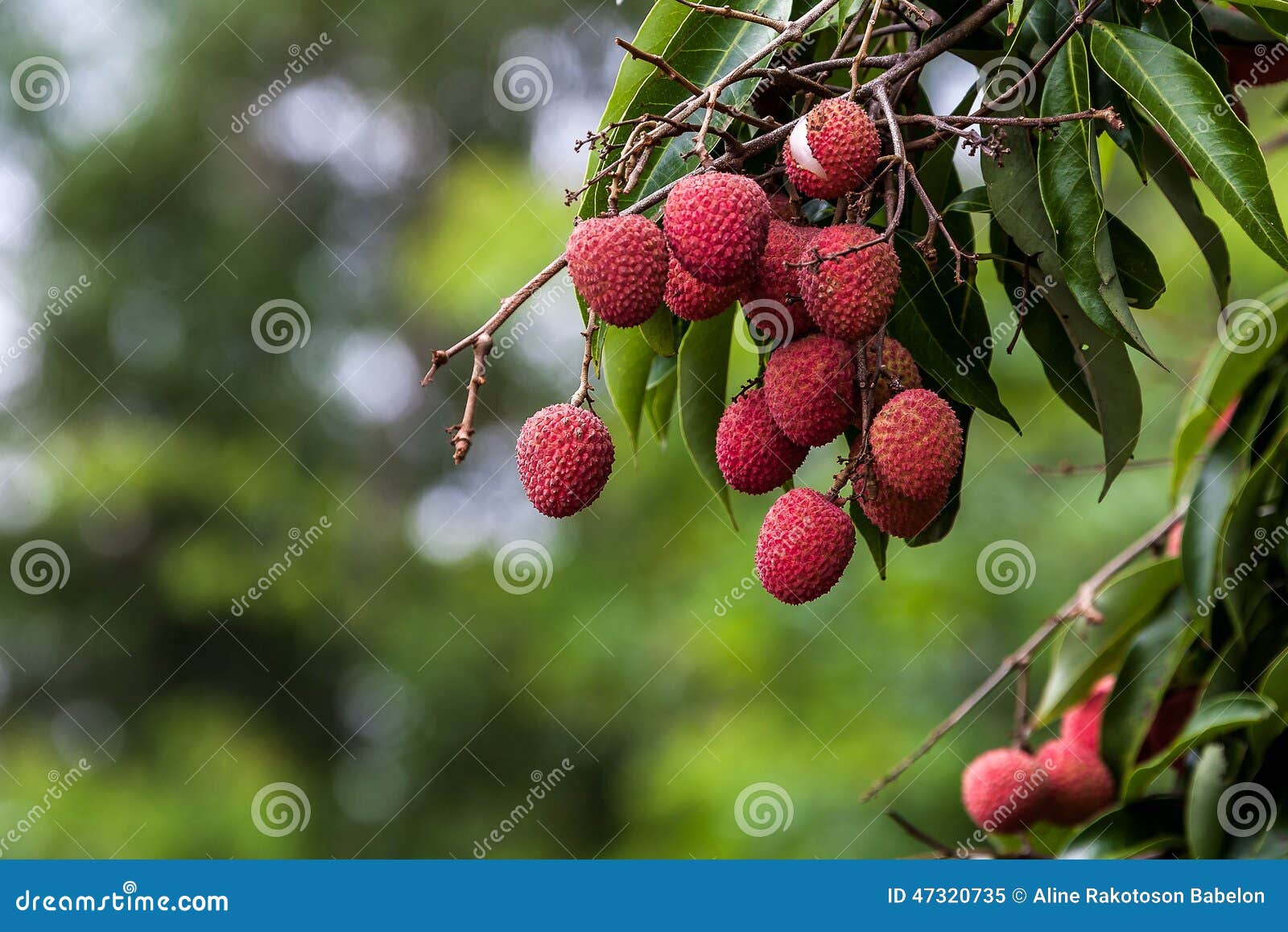 Lychees on tree stock image. Image of delicious, healthy - 47320735