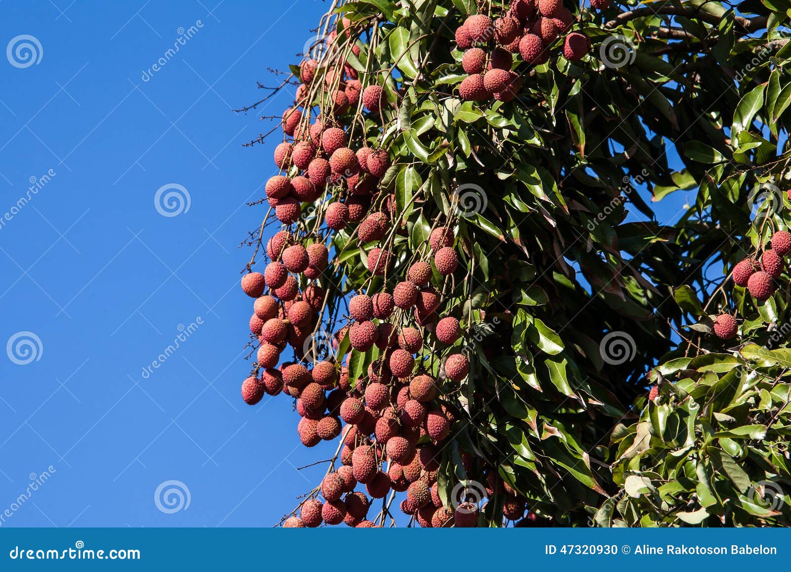 Lychees on tree stock photo. Image of exotic, colorful - 47320930