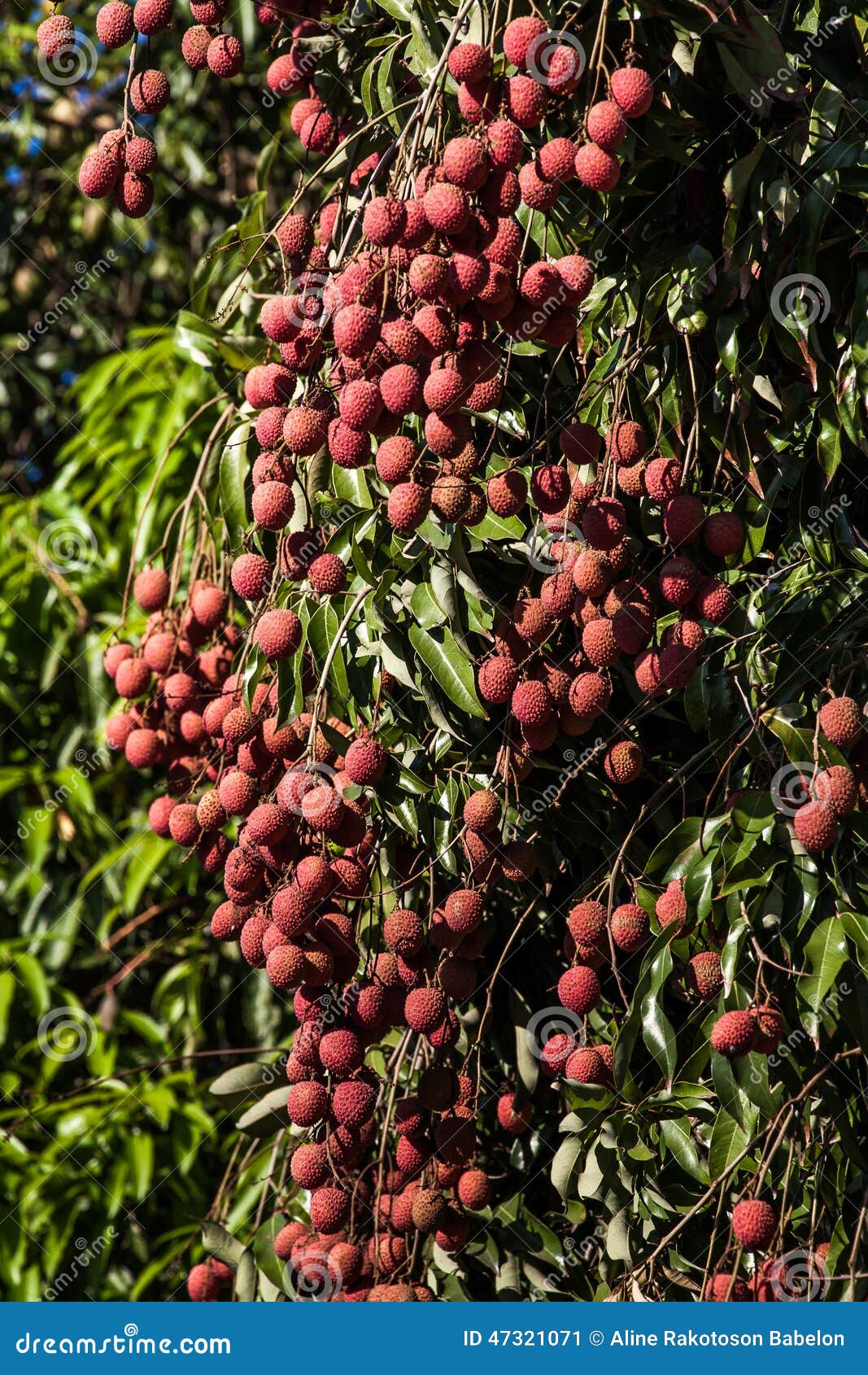 Lychees on tree stock image. Image of lechee, dessert - 47321071