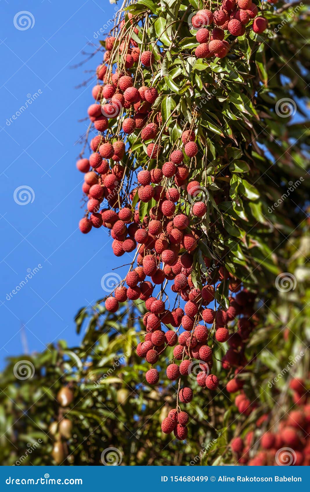 Lychees on tree stock image. Image of letchi, closeup - 154680499