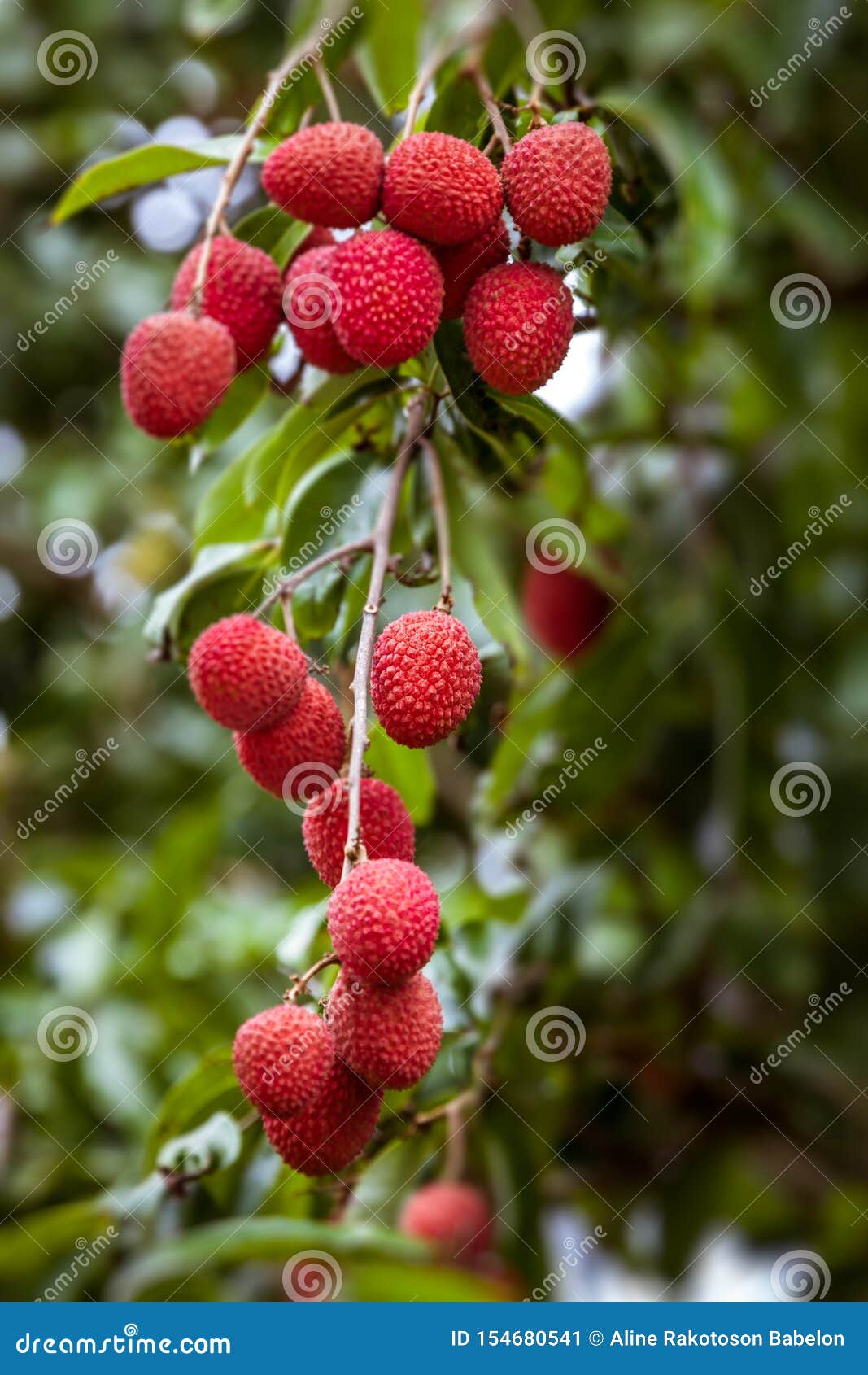 Lychees On Tree Stock Image | CartoonDealer.com #154680541