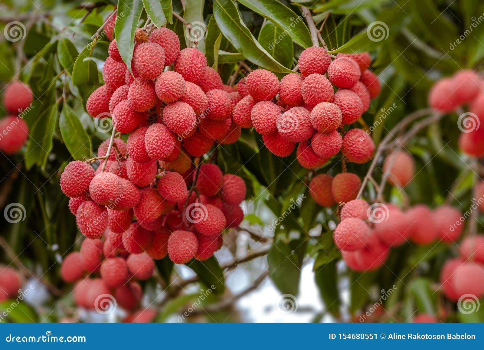 Lychees on tree stock image. Image of grain, chinese - 154680551