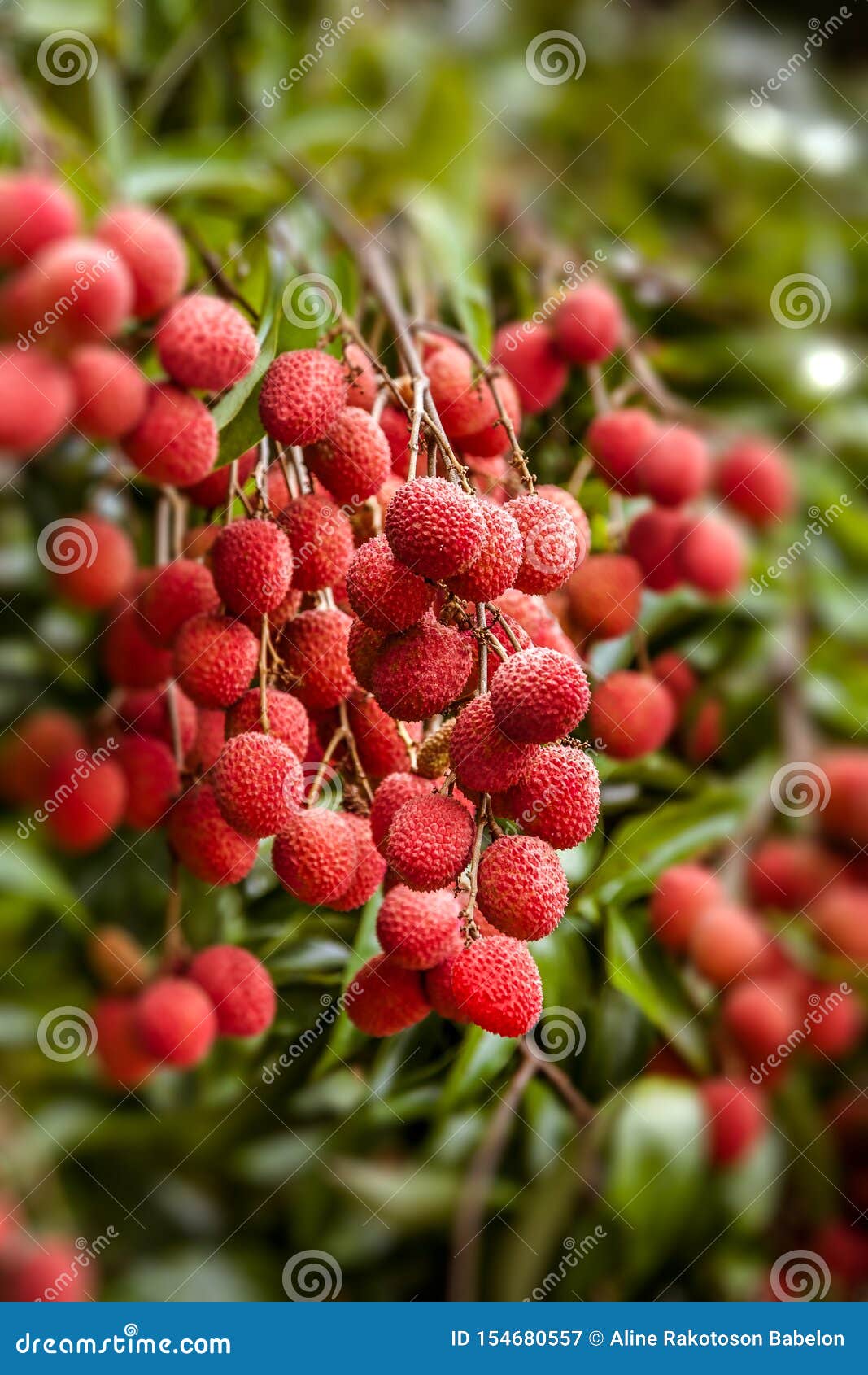 Lychees on tree stock image. Image of juicy, delicious - 154680557