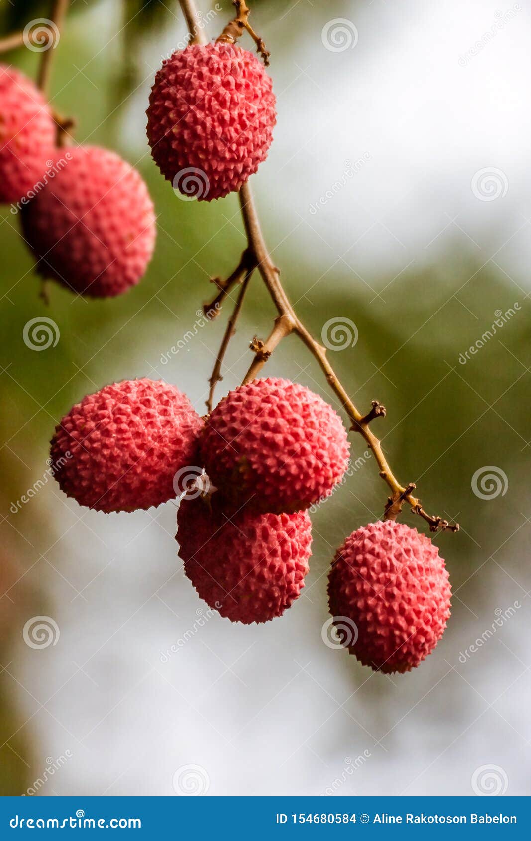 Lychees on tree stock photo. Image of healthy, closeup - 154680584