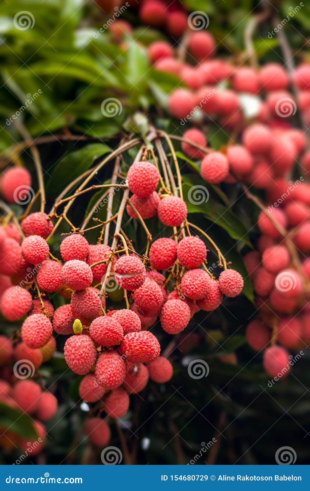 Lychees on tree stock image. Image of dessert, litchee - 154680729