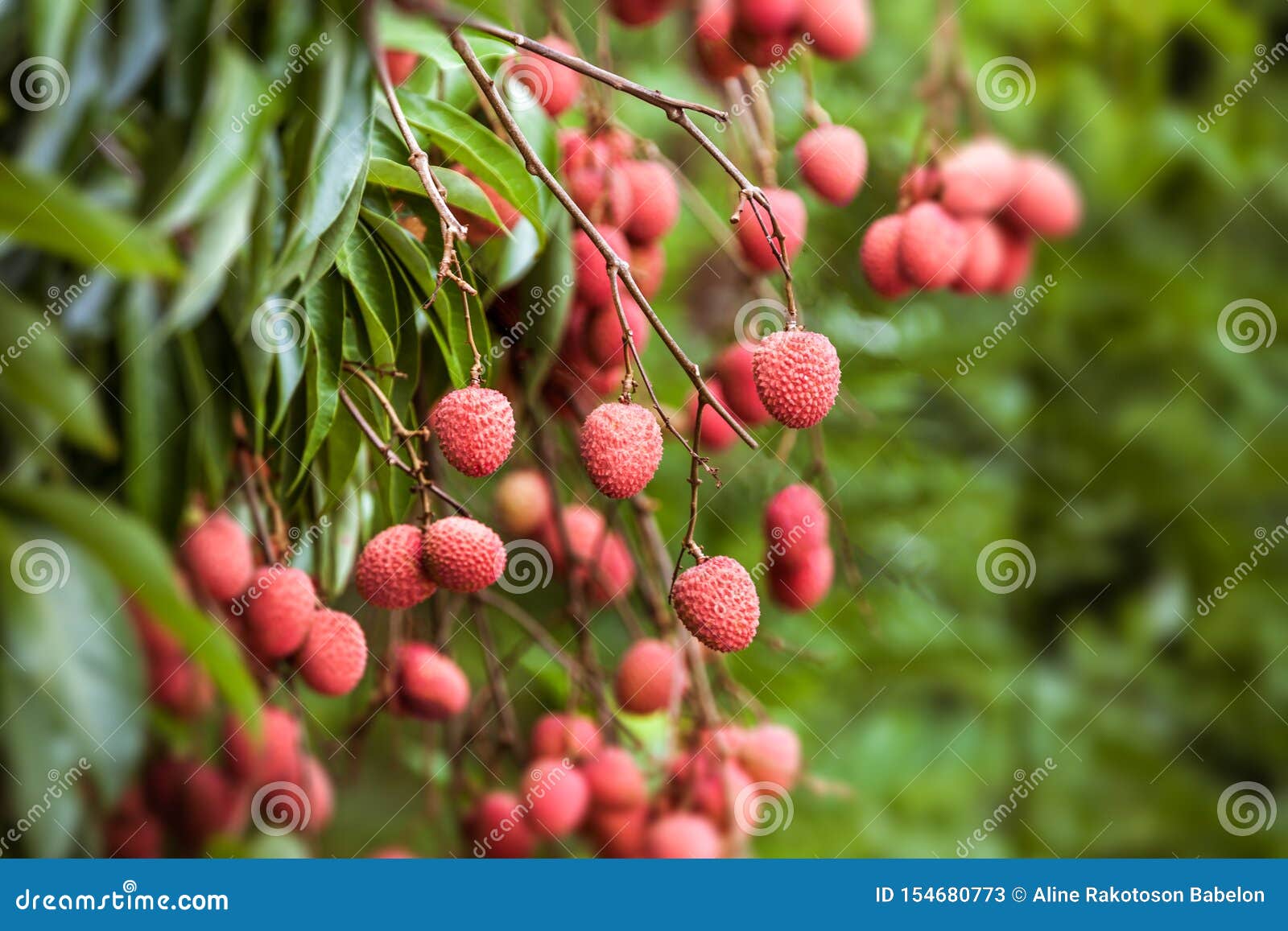 Lychees on tree stock image. Image of health, chinese - 154680773