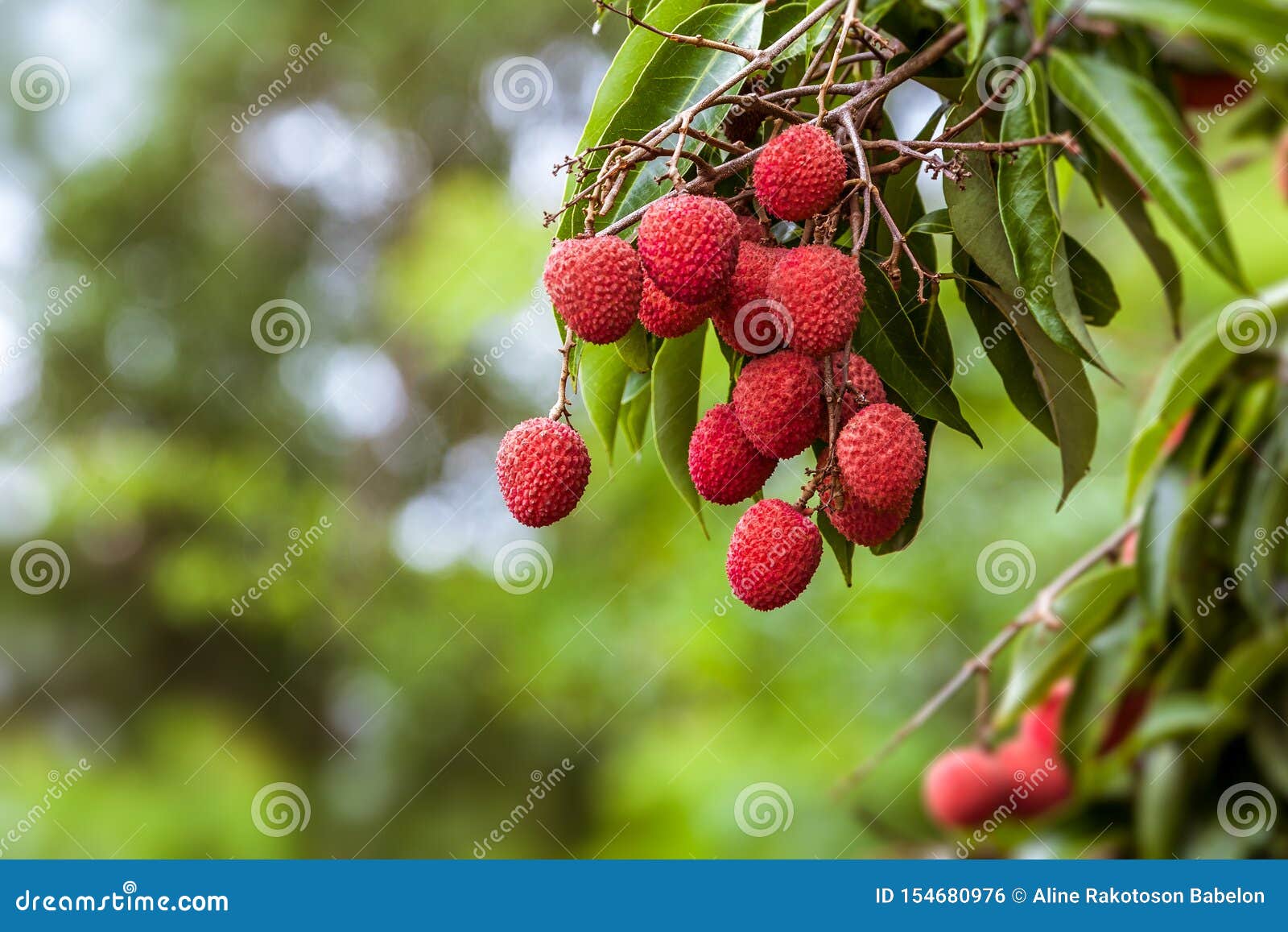 Lychees on tree stock photo. Image of litchi, bundle - 154680976