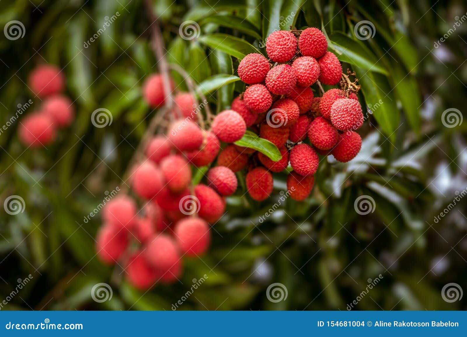 Lychees On A Tree Royalty-Free Stock Photography | CartoonDealer.com ...