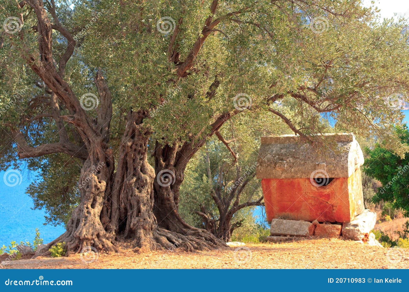 Lycian Sarcophagus and Ancient Olive Tree Stock Image - Image of bark ...