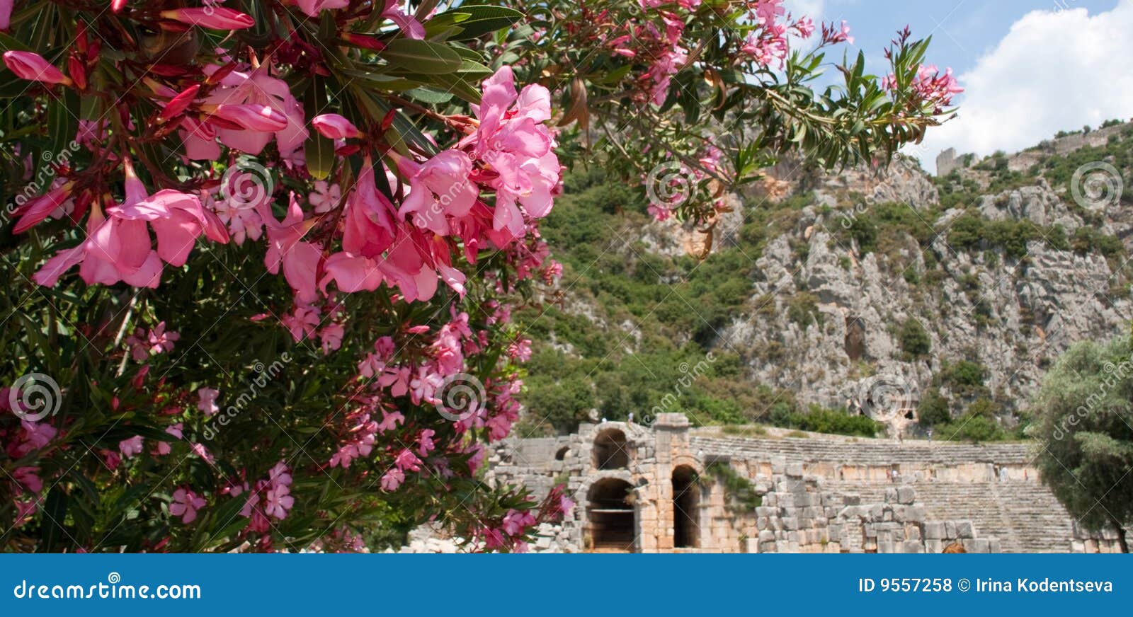 Myra Flower Stock Photos - Free & Royalty-Free Stock Photos from Dreamstime