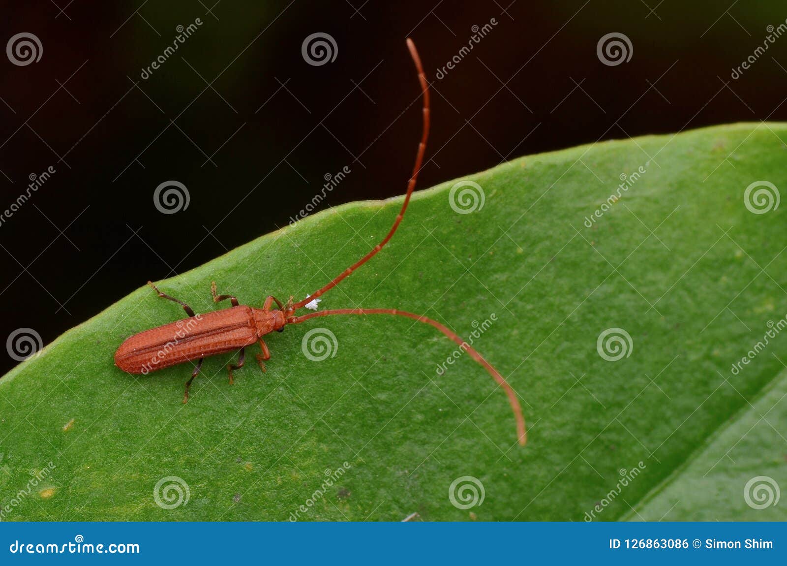 Tiny red Net-Winged Beetle stock photo. Image of invertebrate - 126863086