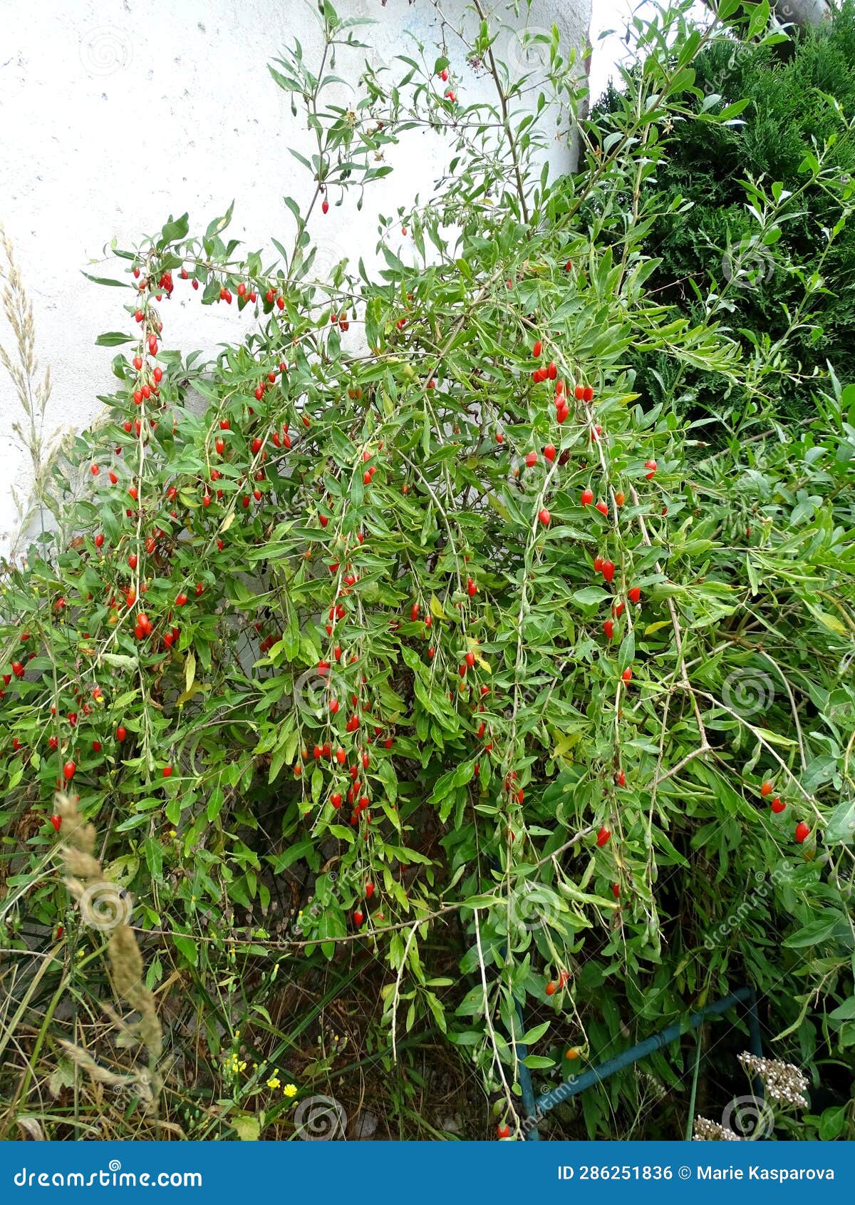 Lycium Shrub with Goji Berry Stock Photo - Image of fruit, shrub: 286251836