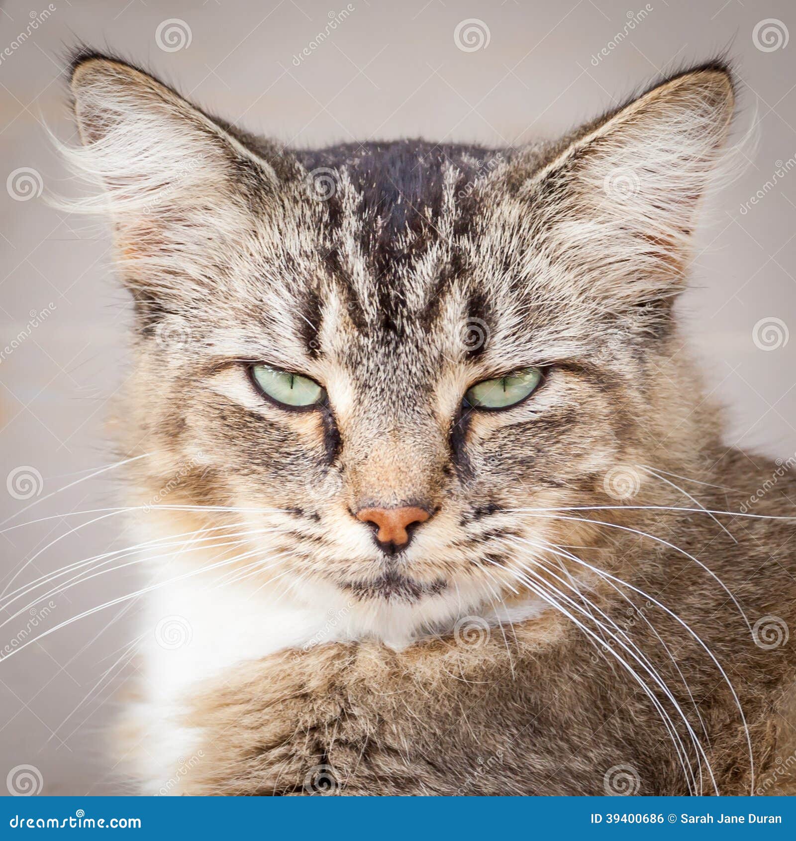 Lycklig Brunt, Svartvita Tabby Cat Arkivfoto - Bild av grön, köttätare ...