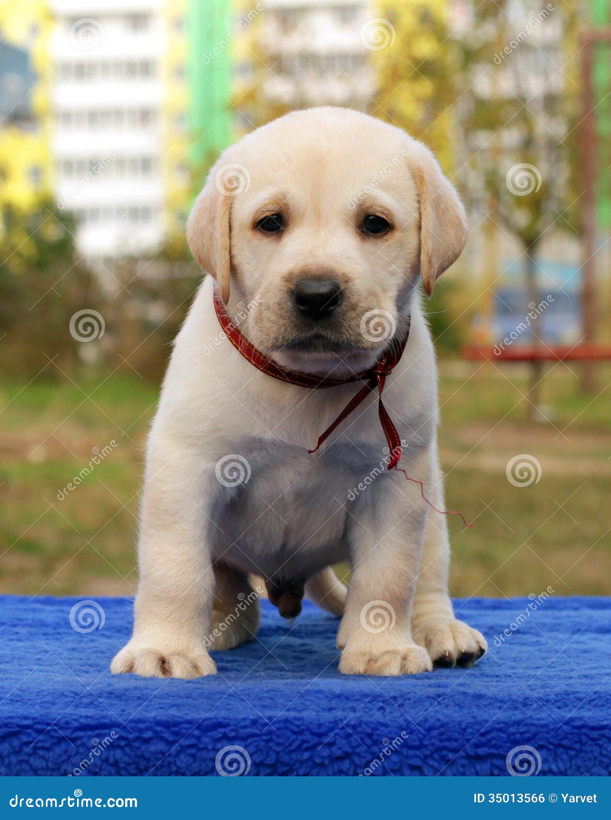 Lycklig gul labrador valp arkivfoto. Bild av lycka, lägga - 35013566