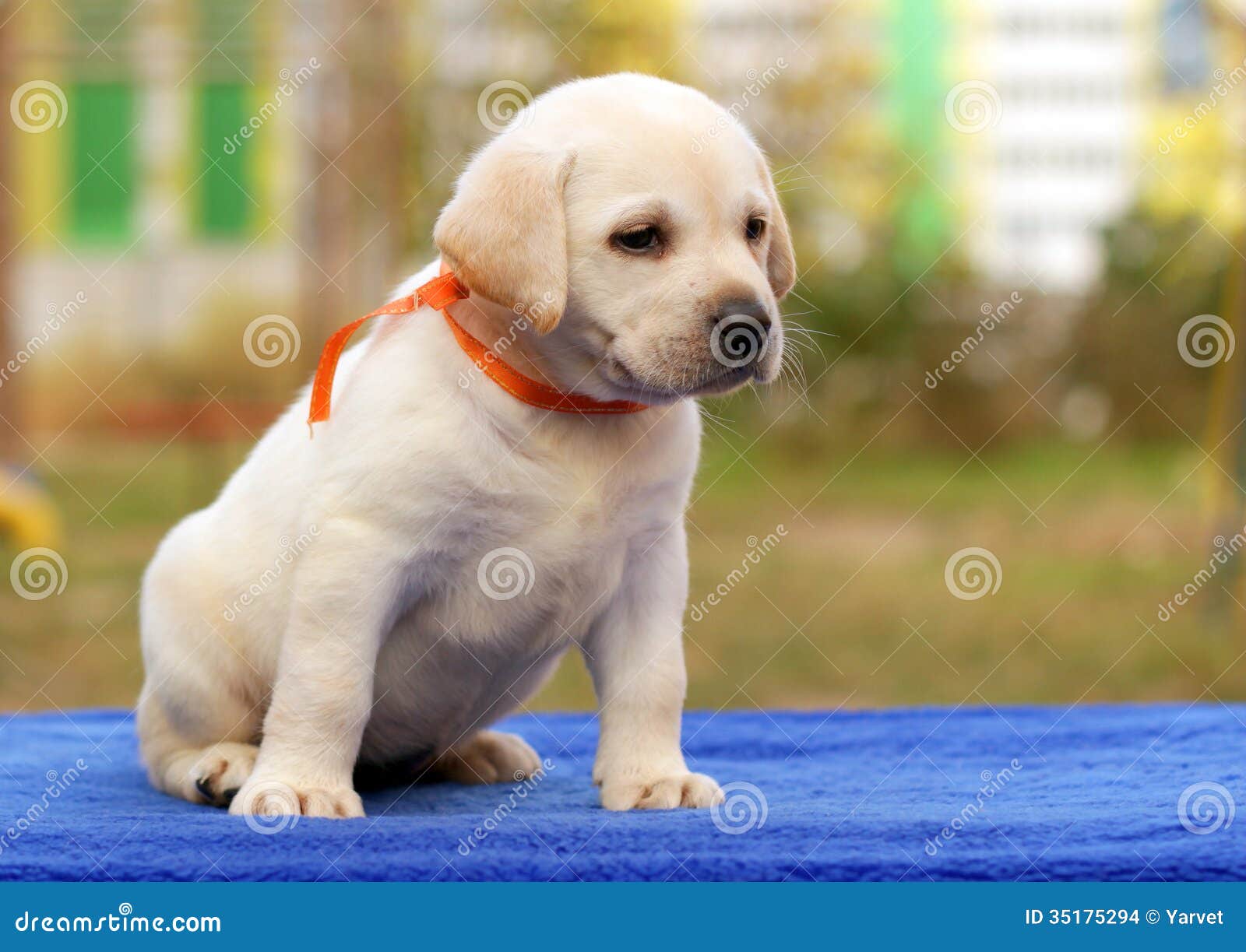 Lycklig gul labrador valp arkivfoto. Bild av valp, glädje - 35175294