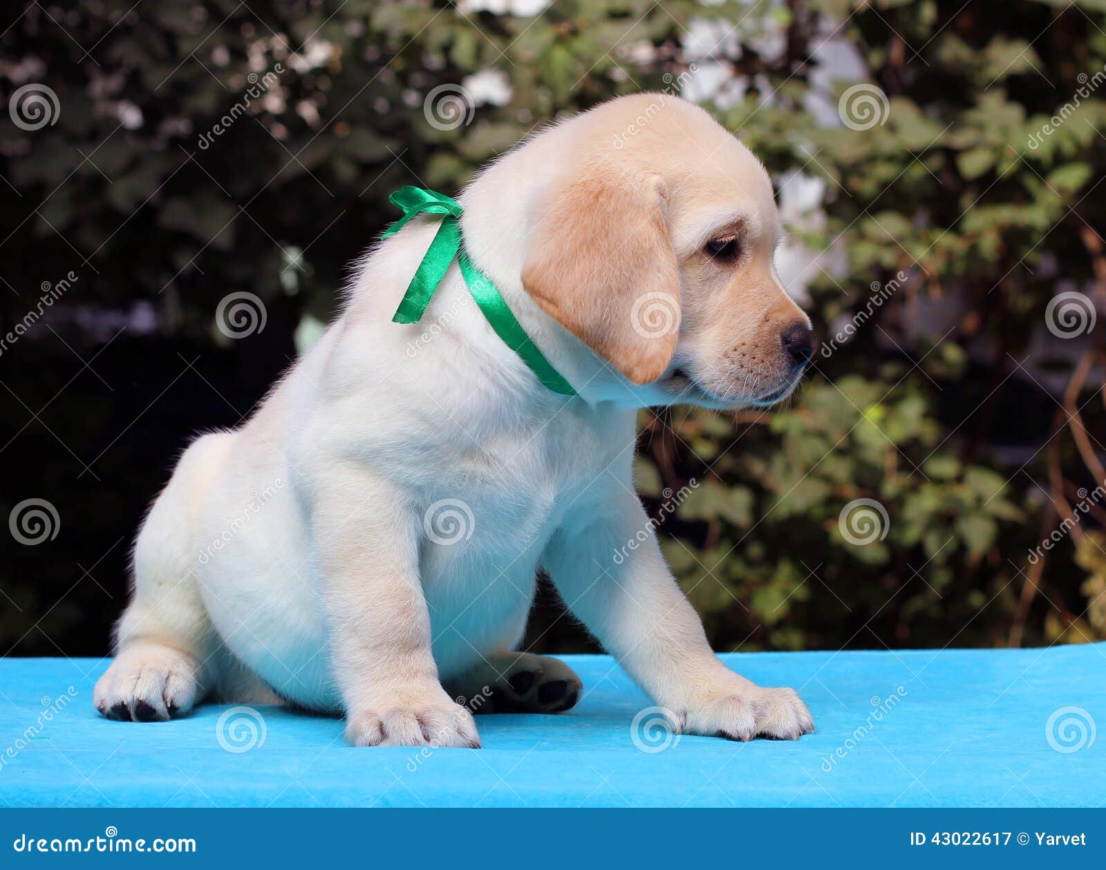 Lycklig Gul Labrador Valpstående Fotografering för Bildbyråer - Bild av ...