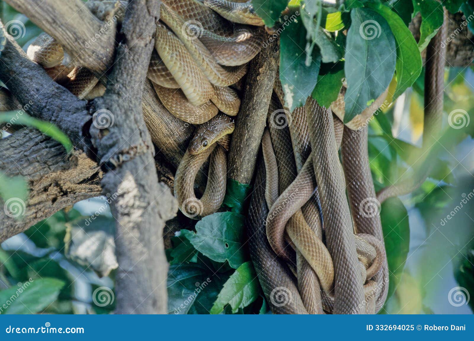 Lycodon capucinus stock illustration. Illustration of isolated - 332694025