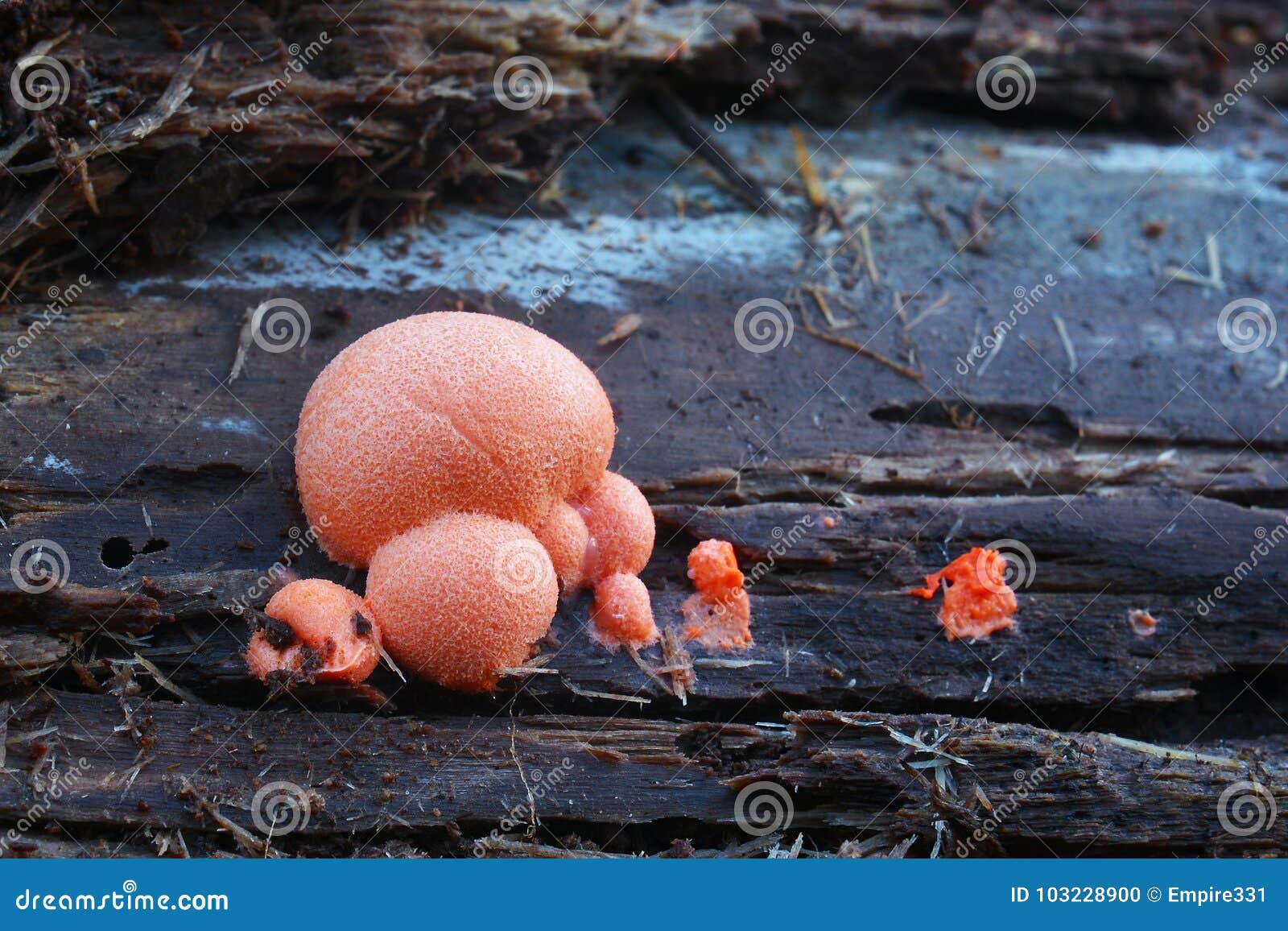 Lycogala Epidendrum, Slime Mold Royalty-Free Stock Photo ...