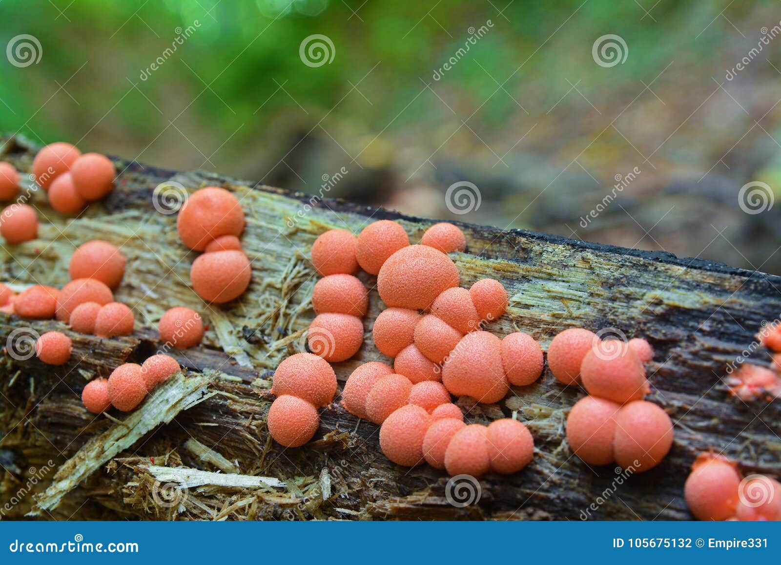 Lycogala Epidendrum Slime Mold Stock Photo - Image of fungus, lycogala ...