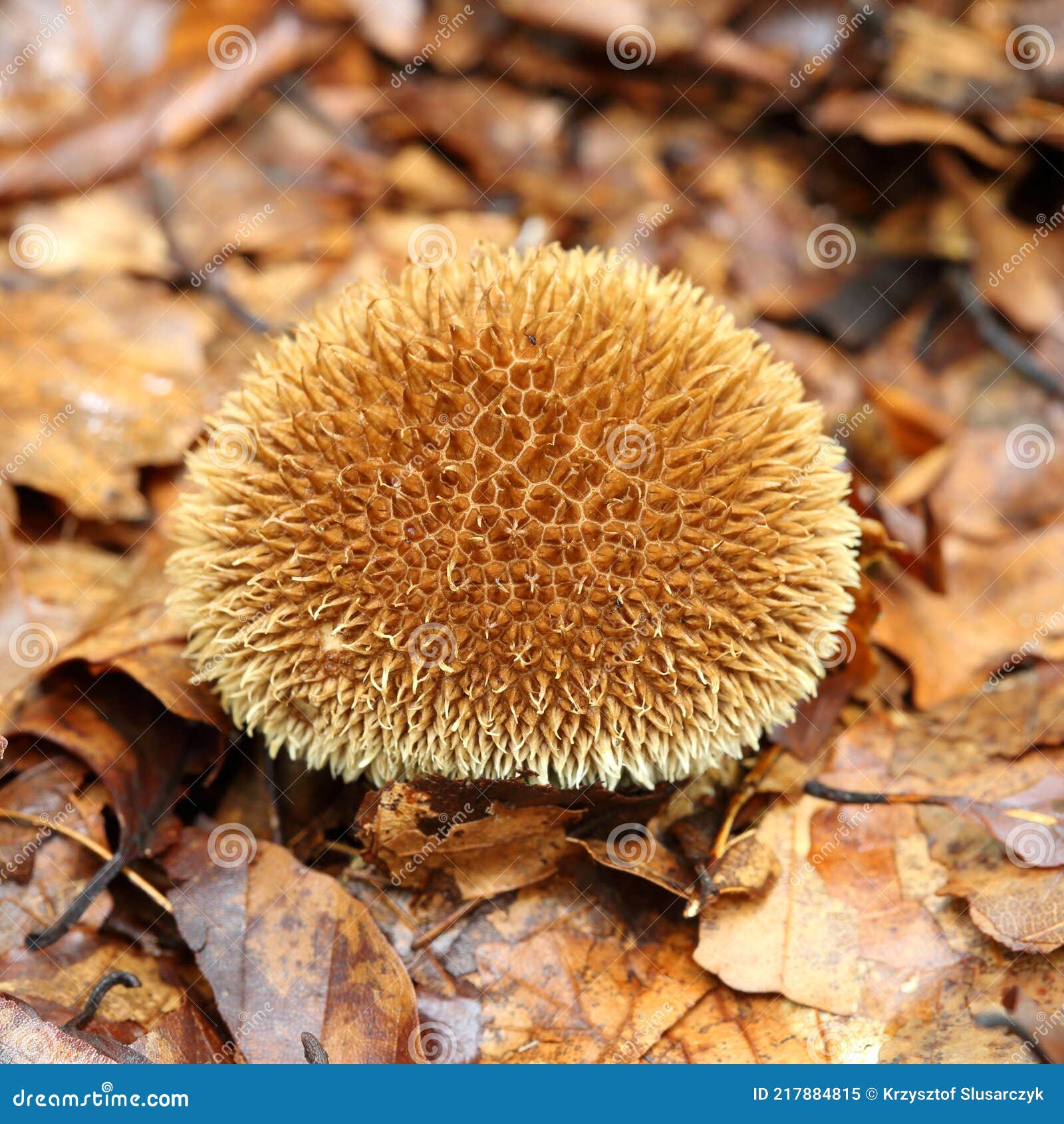 Lycoperdon Echinatum, Commonly Known As The Spiny Puffball Or The ...