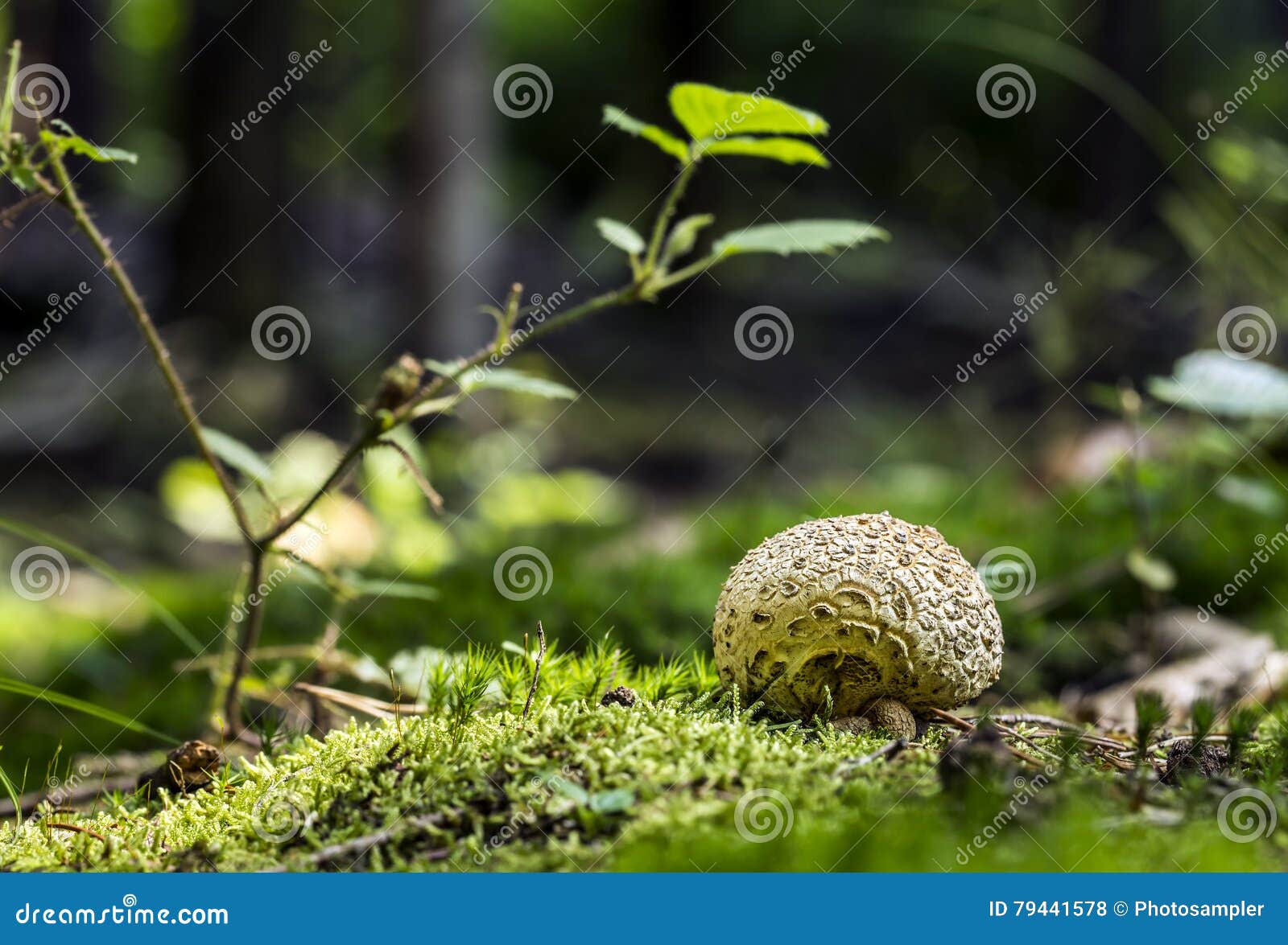 Lycoperdon Marginatum Mushroom Stock Photo - Image of macro ...