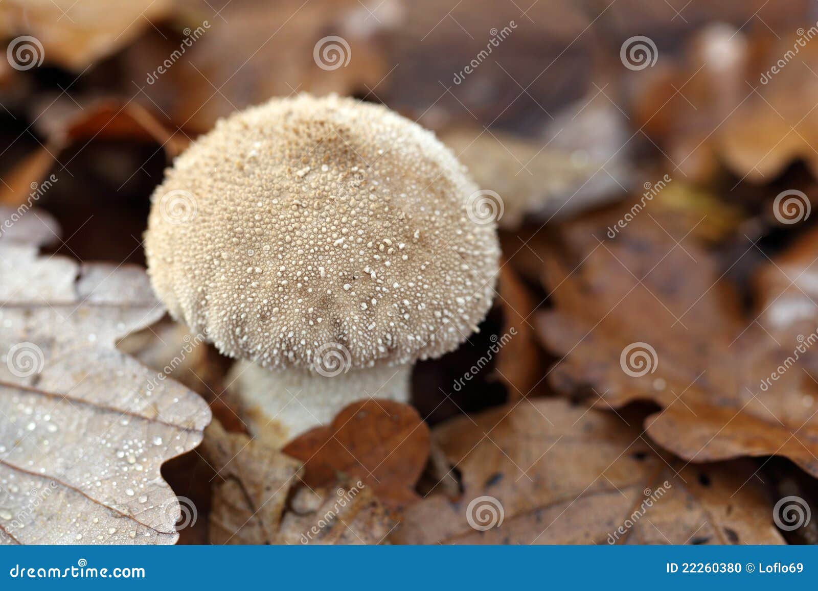 Lycoperdon perlatum stock foto. Image of nave, puffbal - 22260380