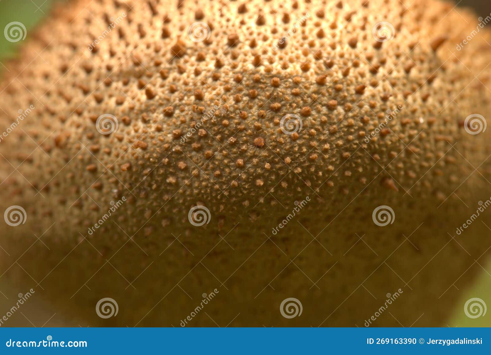 Lycoperdon perlatum. stock photo. Image of surface, circle - 269163390