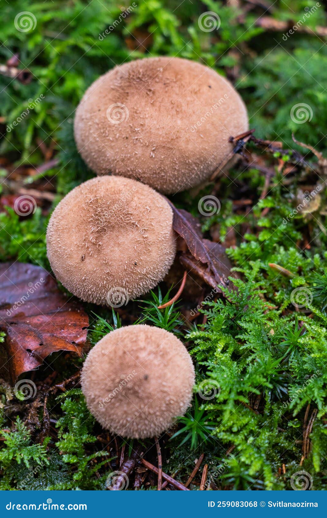 Lycoperdon Perlatum Un Hongo Blanco Joven Que Crece Entre Musgos Y ... Lycoperdon Perlatum Un Hongo Blanco Joven Que Crece Entre Musgos Y ...
