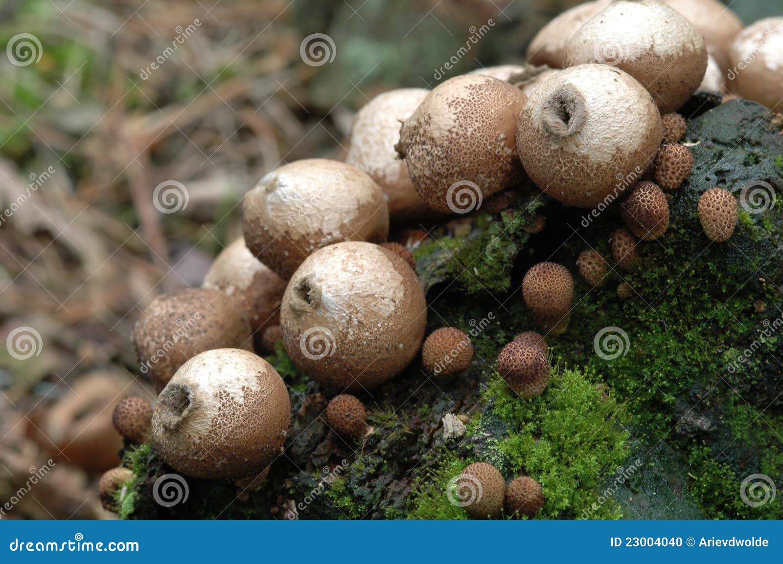 Lycoperdon pyriforme fungi stock photo. Image of fungus - 23004040
