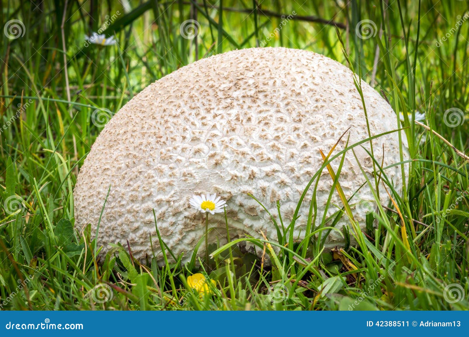 Lycoperdon utriforme stock image. Image of season, utriforme - 42388511