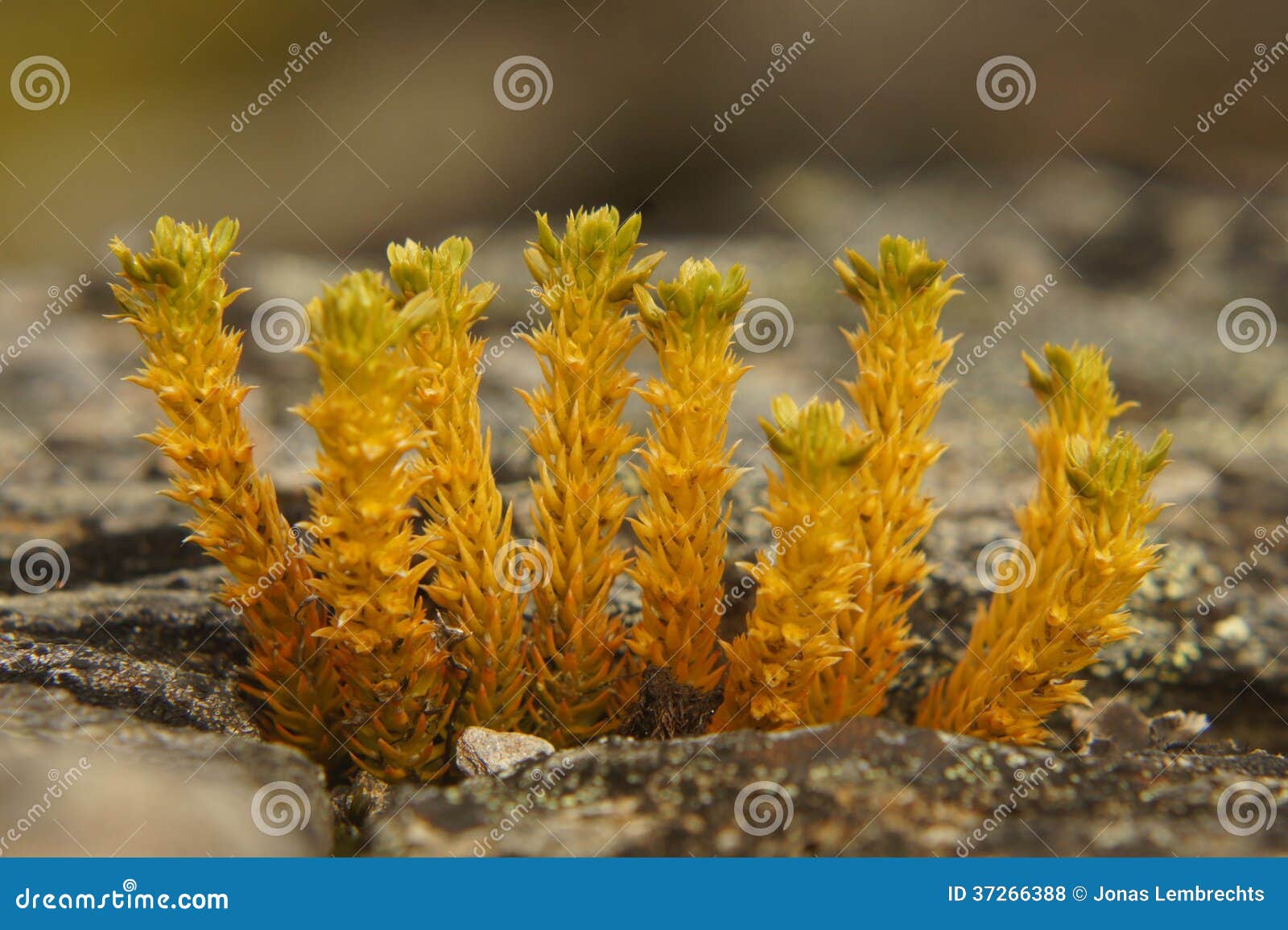 Lycopod Stock Photos - Free & Royalty-Free Stock Photos from Dreamstime